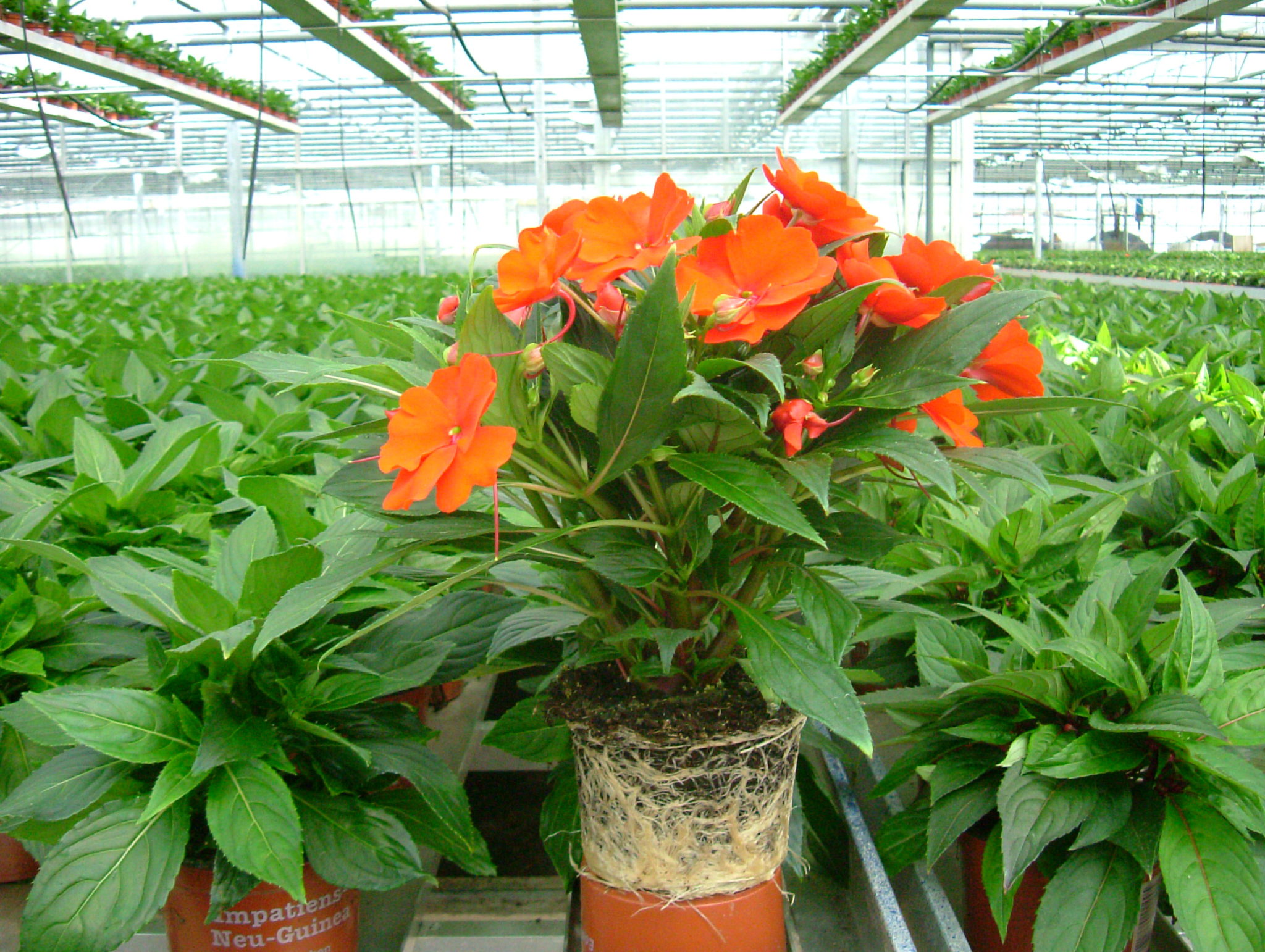 Pots - Brill Substrate