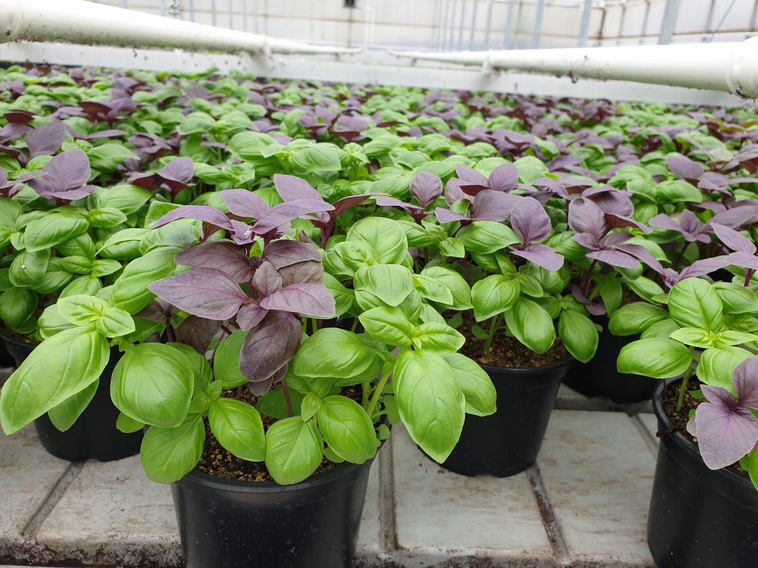 Pots - Brill Substrate