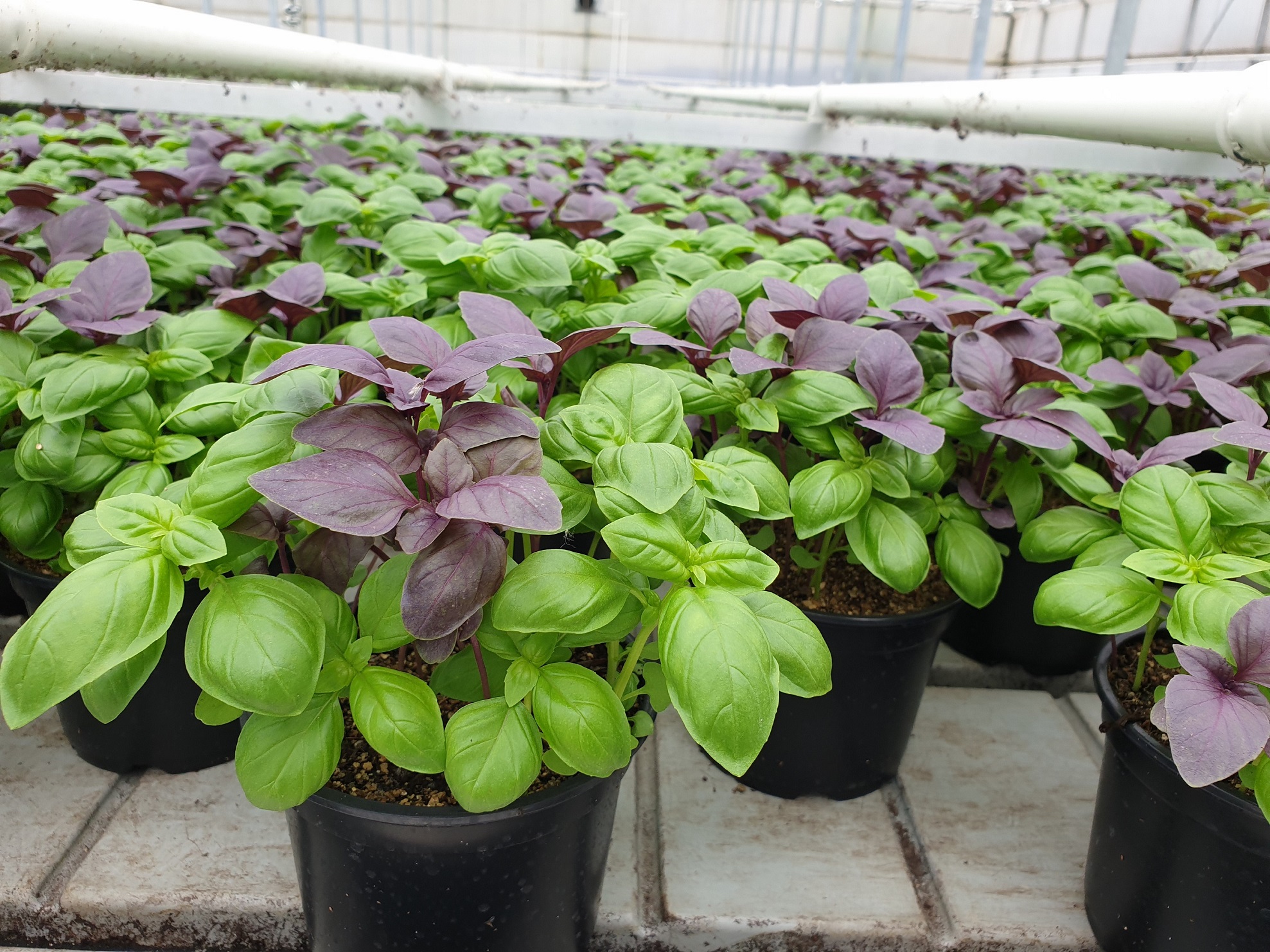 Pots - Brill Substrate