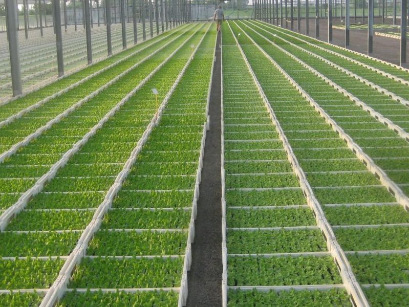 Bio-Substrate - Brill Substrate